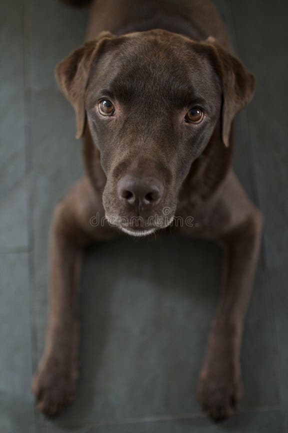 Chocolate Labrador stock photo. Image of tile, labrador - 32016102