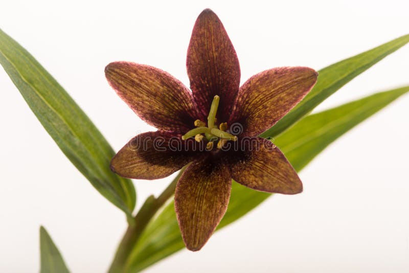 Chocolate Lily Flower Isolada No Branco Foto de Stock - Imagem de flora ...