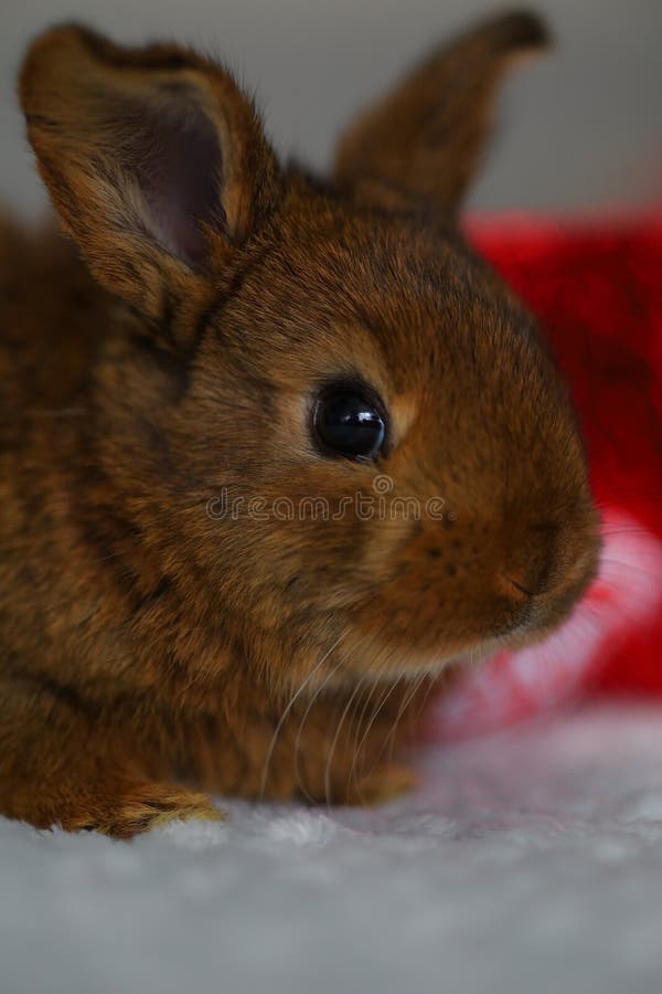 Chocolate Live and Fluffy Rabbit Stock Photo - Image of whiskers, skin ...