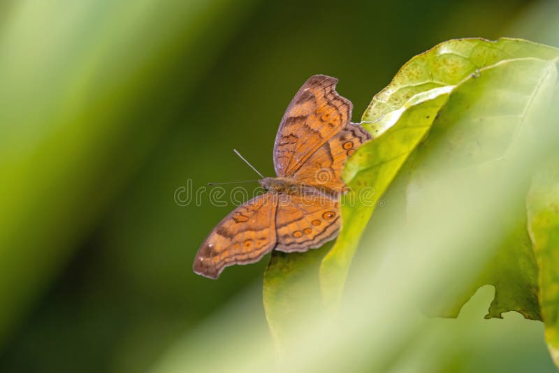 Chocolate Pansy Butterfly, Junonia Hedonia Ida Stock Image - Image of ...