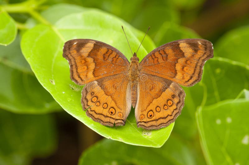 Chocolate Pansy Butterfly stock image. Image of tentecals - 57346065