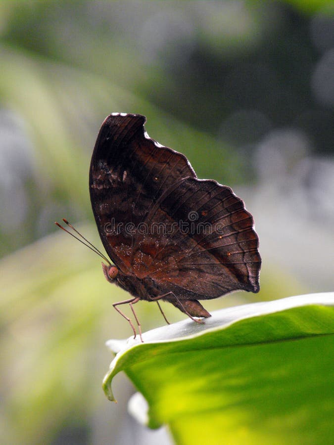 Chocolate Pansy Butterfly Underside Stock Image - Image of nature ...