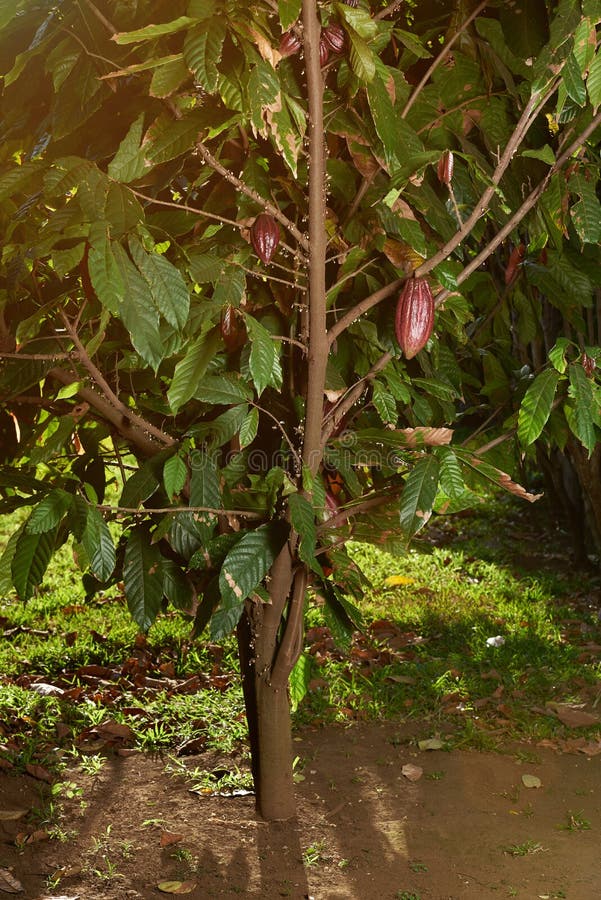 Old chocolate plant stock image. Image of city, fabric - 4129709