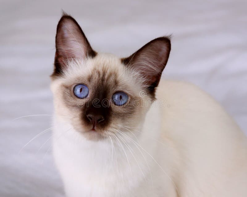 Chocolate Point Balinese stock photo. Image of fluffy - 17843764