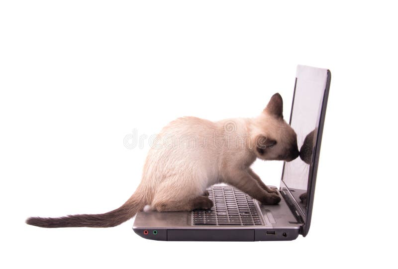 Chocolate Point Siamese Kitten Sniffing on a Laptop Screen Stock Image ...