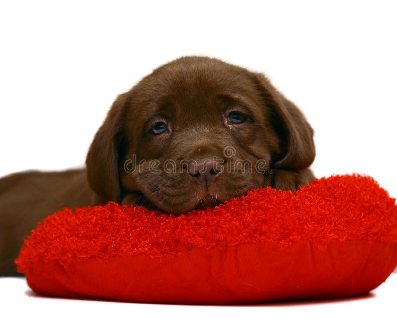 Chocolate pup. stock image. Image of retriever, young - 10812771