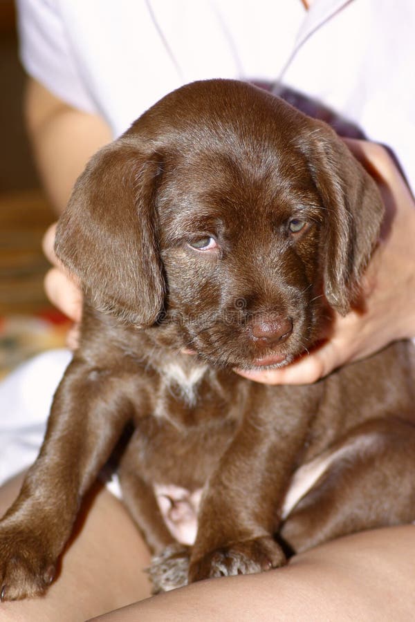 Chocolate puppy stock photo. Image of affectionate, canine - 11920778