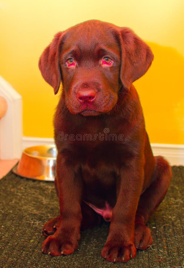 Chocolate Puppy stock image. Image of cute, purebred - 59617805