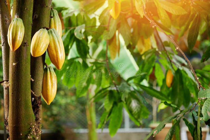 Chocolate raw plants stock image. Image of harvest, fruit - 268648701