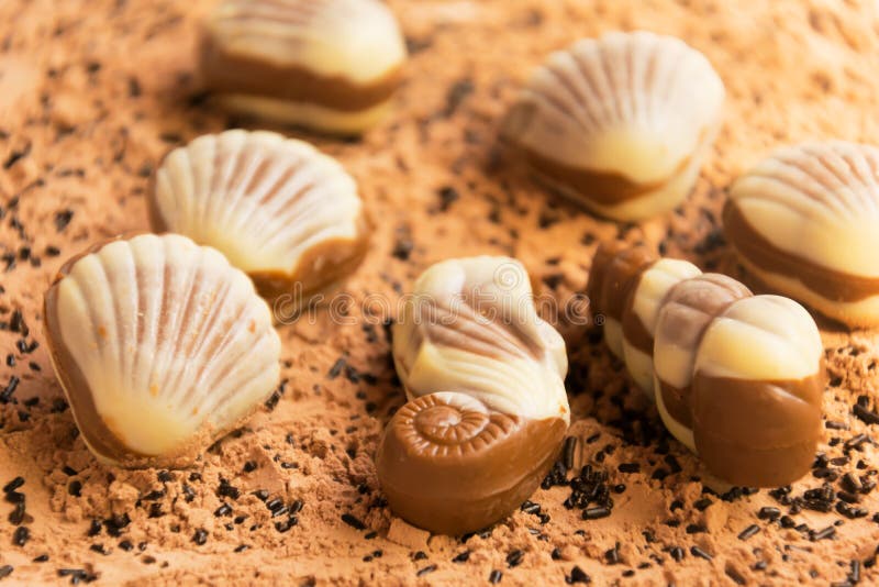 Chocolate Shells Seahorse Beach Sand Stock Image - Image of food, beach ...