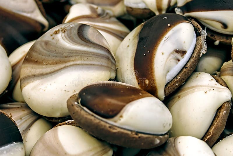 Chocolate shells stock photo. Image of bakesale, decorative - 38654802