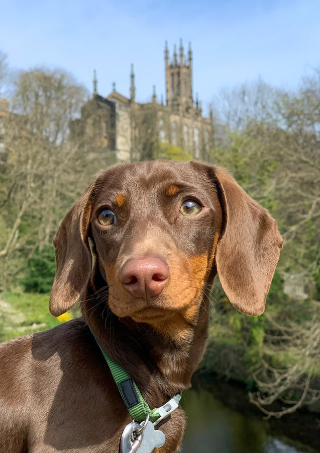 Miniature Chocolate Dachshund Puppy Dog Stock Photo - Image of ...