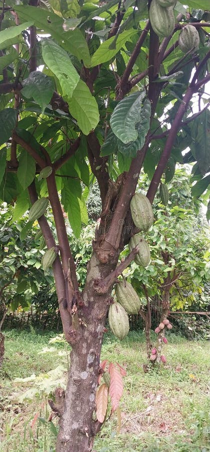 A Chocolate Tree that is Bearing Lots of Fruit on Its Trunk Stock Photo ...