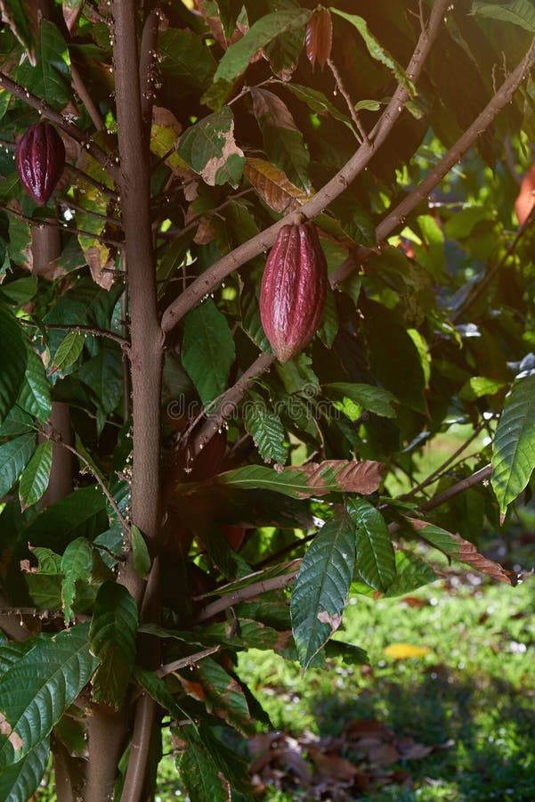 Chocolate Pod on Tree stock photo. Image of costa, rain - 2462184