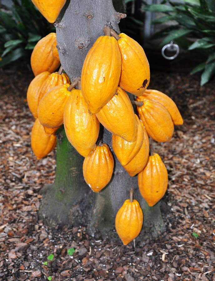 Chocolate tree. stock image. Image of tropical, tree - 48609007