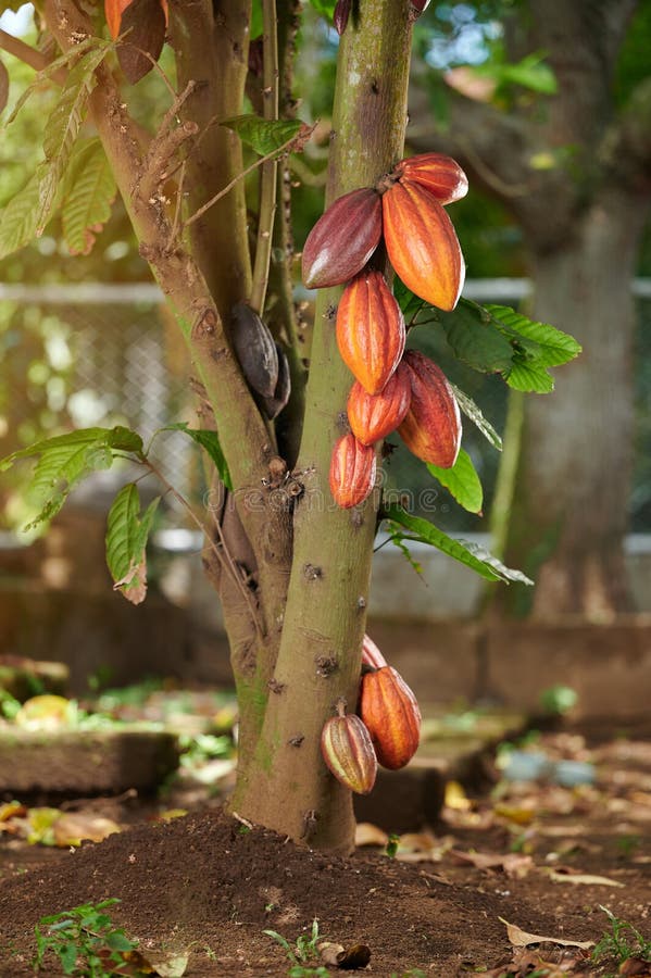 Chocolate Tree Cacao Fruit in the Garden. Harvest Day Blur Bokeh ...