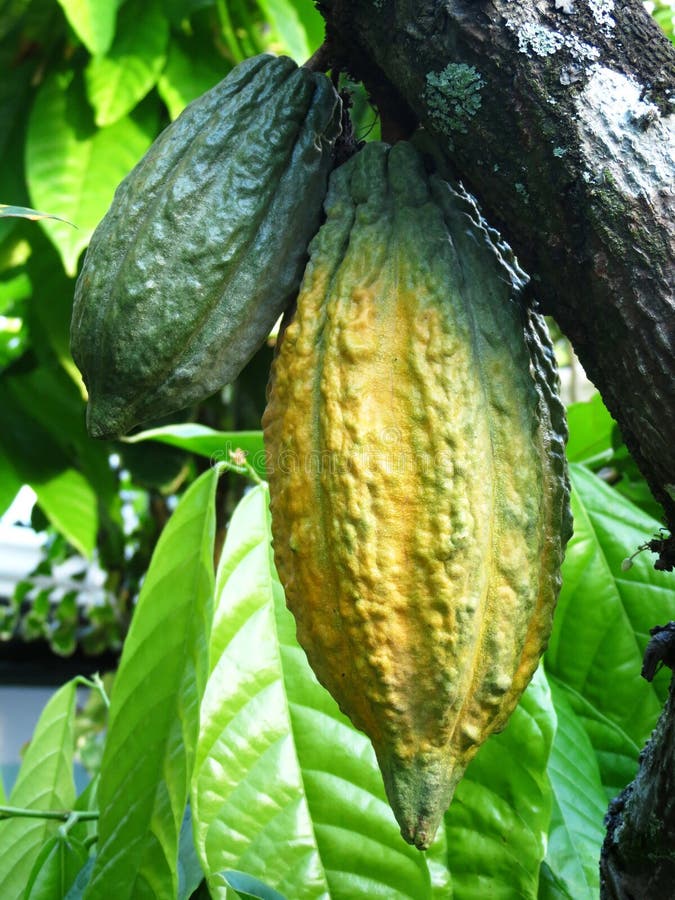 Chocolate tree editorial photo. Image of nature, instadaily - 49441121