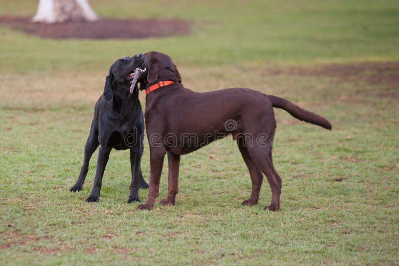 Chocolate vs Black stock image. Image of grass, competition - 60500009