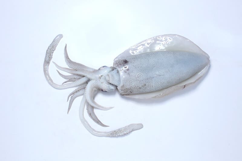 Chocos Crus E Frescos Calamar Espanhol Choco Imagem de Stock - Imagem ...