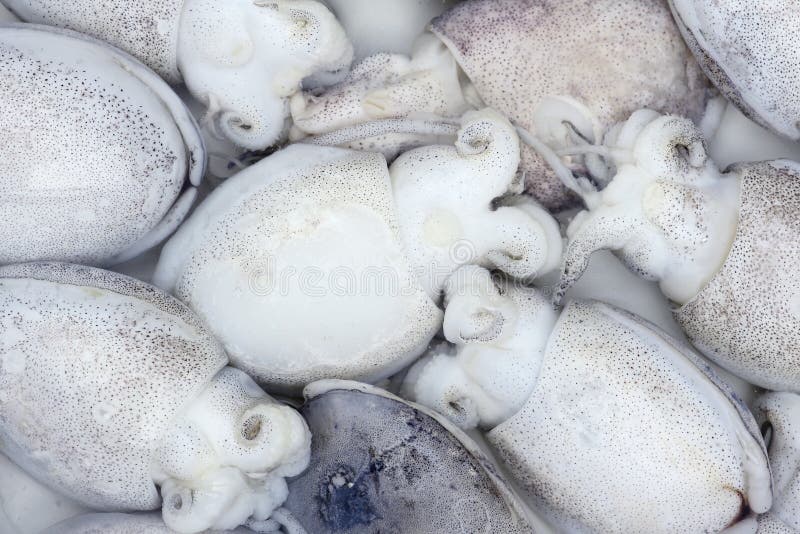 Chocos imagem de stock. Imagem de molusco, cinzento, calamar - 19986329