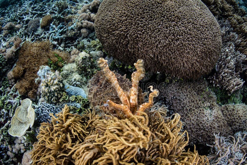 Chocos Camuflados Nos Corais Imagem de Stock - Imagem de mergulho ...