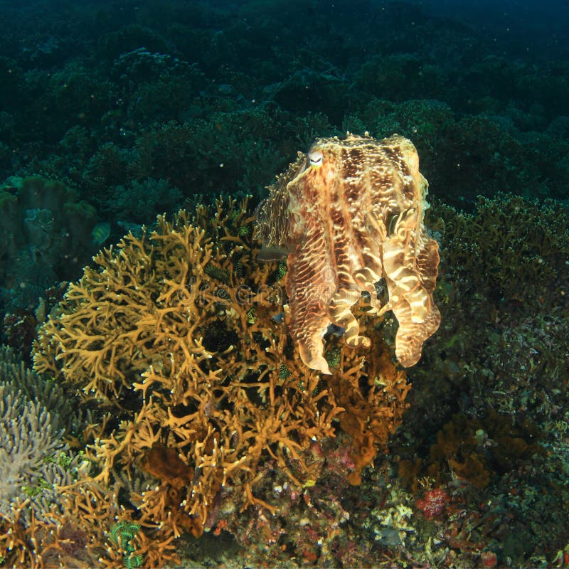 Chocos Comuns - Officinalis Do Sepia - Juvenil Imagem de Stock - Imagem ...
