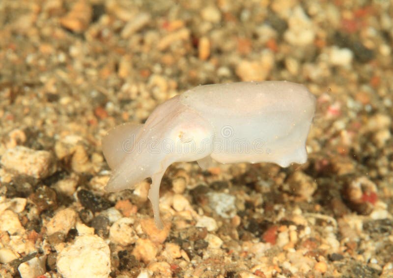 Espia-do-mato-choco No Mar De Filipino 13112015 Foto de Stock - Imagem ...