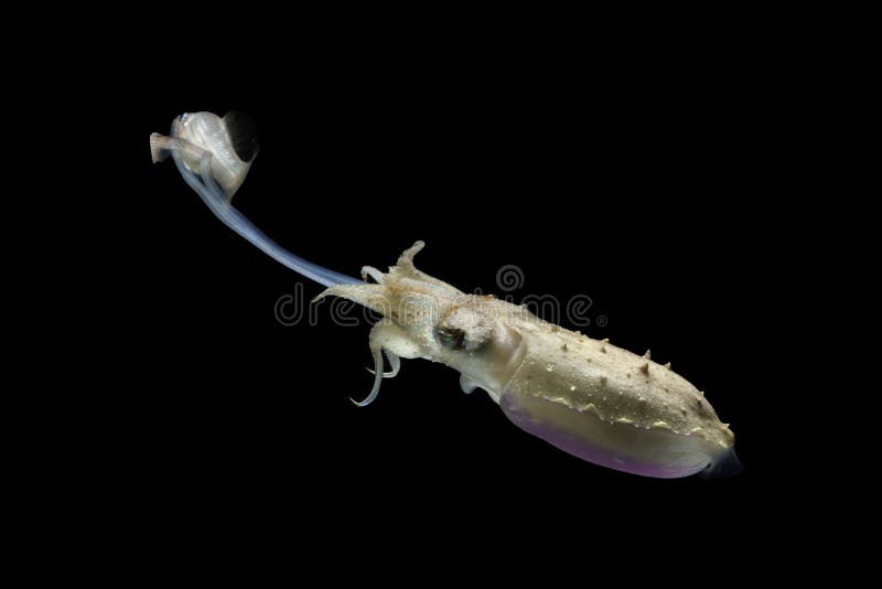 Chocos foto de stock. Imagem de marinho, molusco, nadada - 4547030