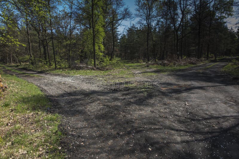 Choice of Direction on a Forest Road Stock Photo - Image of serenity ...