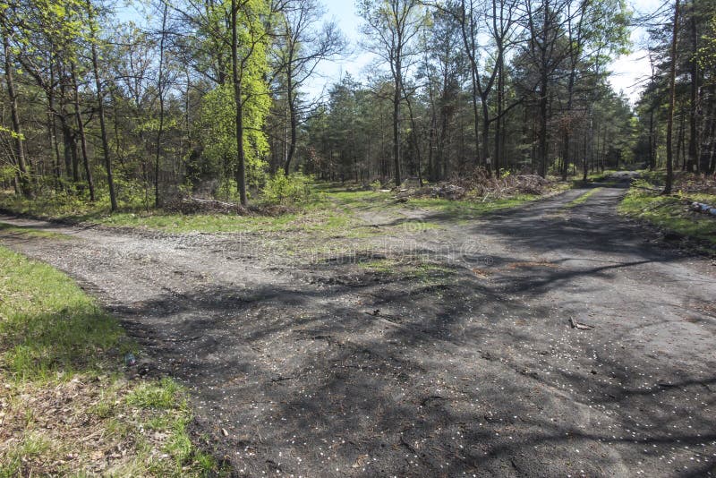 Choice of Direction on a Forest Road Stock Photo - Image of left, birch ...