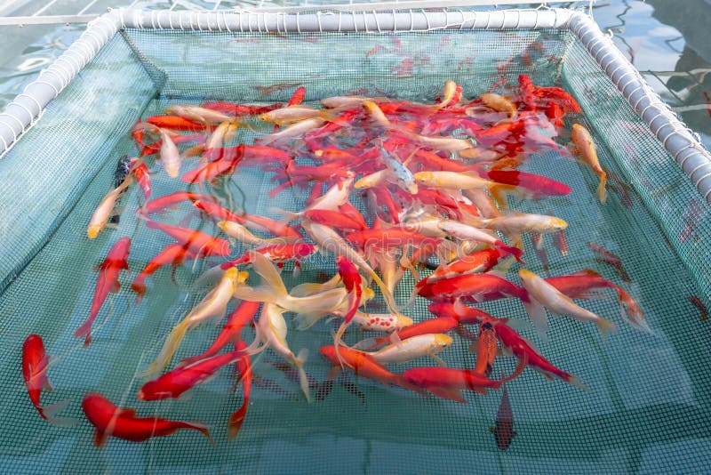 Choice of Goldfish, Carp Koi Stock Photo - Image of carp, water: 128064130