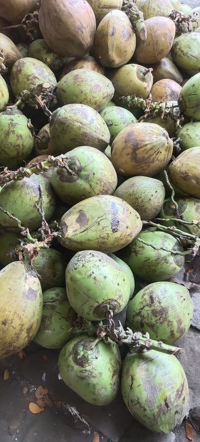Choice of young coconut stock photo. Image of young - 228798054
