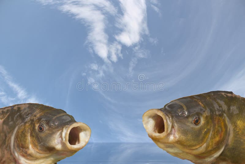 Two fish in love stock image. Image of water, tootsie - 36542045