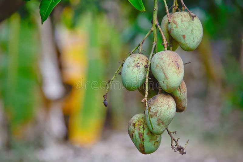 225 Anan Photos - Free & Royalty-Free Stock Photos from Dreamstime