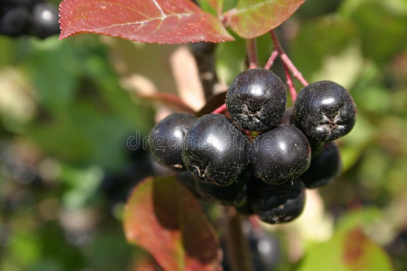 Chokeberries stock image. Image of eating, freshness, fresh - 6249245