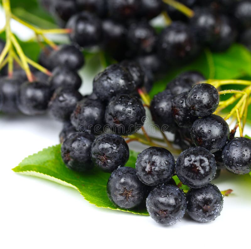 Aronia fruit and juice stock image. Image of juice, ecology - 3153971