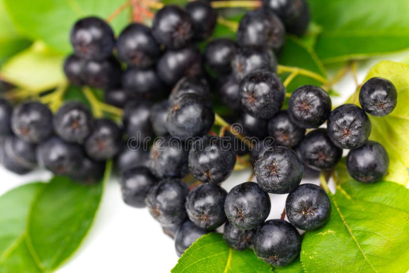 Chokeberry Aronia Fruit on the White Background Stock Image - Image of ...