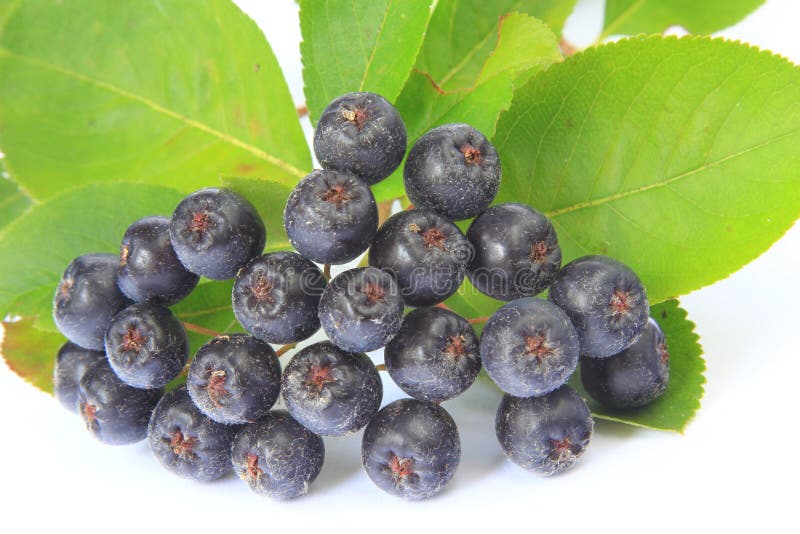 Chokeberry roxo foto de stock. Imagem de amora, preto - 36606452
