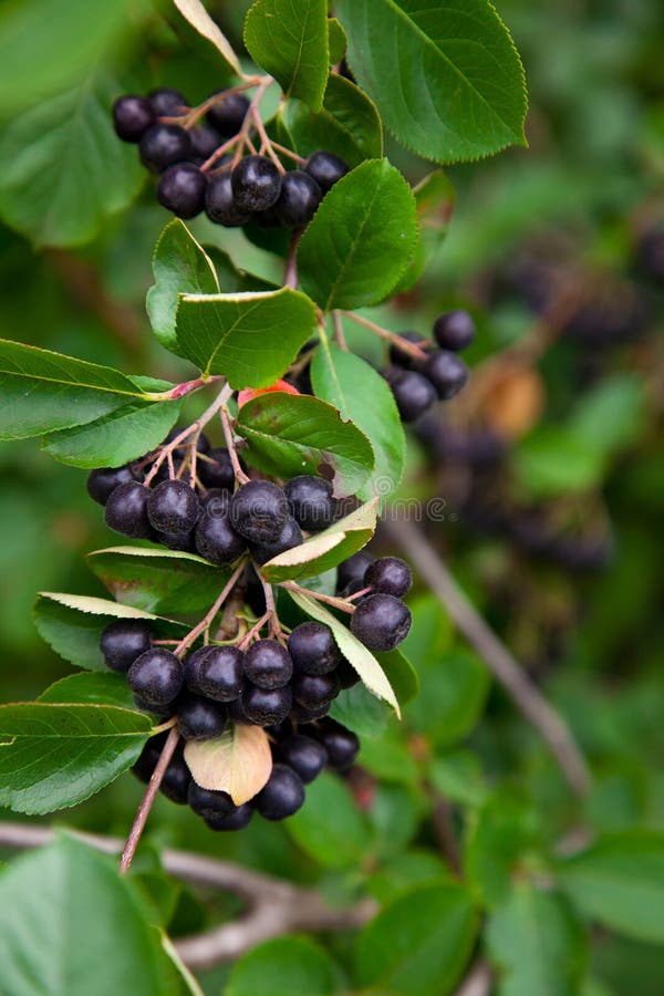Chokeberry stock photo. Image of berry, gardening, branch - 45212608