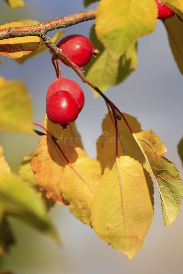 Chokecherry tree stock image. Image of tree, green, purple - 55258897