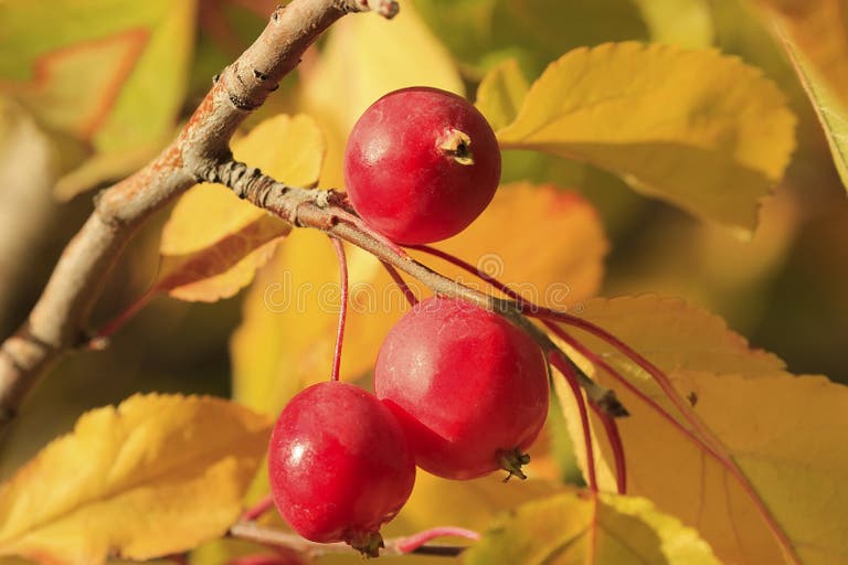 975 Chokecherry Stock Photos - Free & Royalty-Free Stock Photos from ...