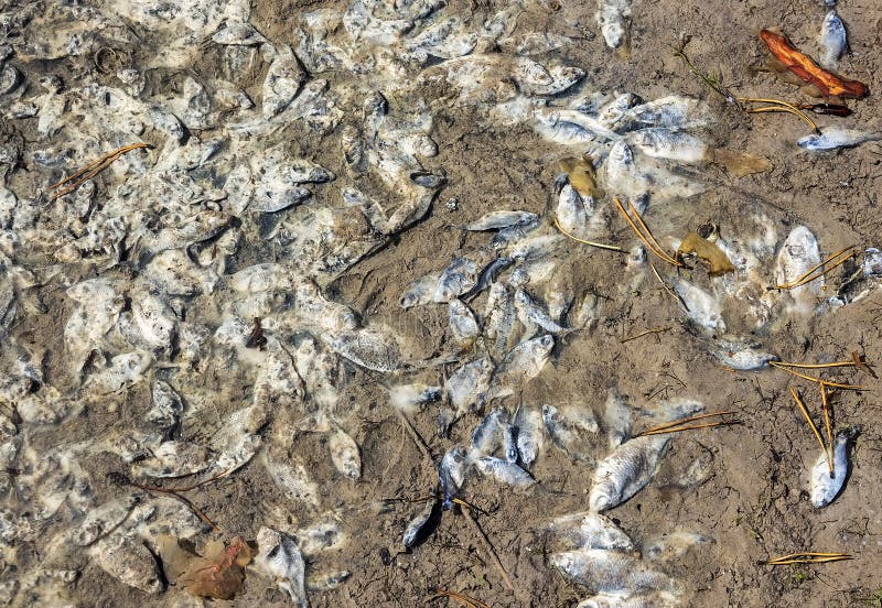 The Choked Fish on the Lake after Winter Stock Image - Image of ...