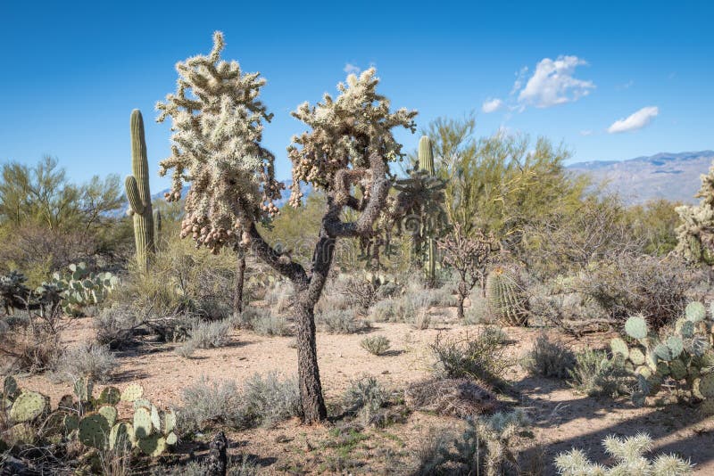 Chola tree in the desert stock photo. Image of colours - 207981020