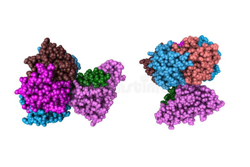 Cholera Toxin Produced by Bacterium Vibrio Cholerae. Space-filling ...