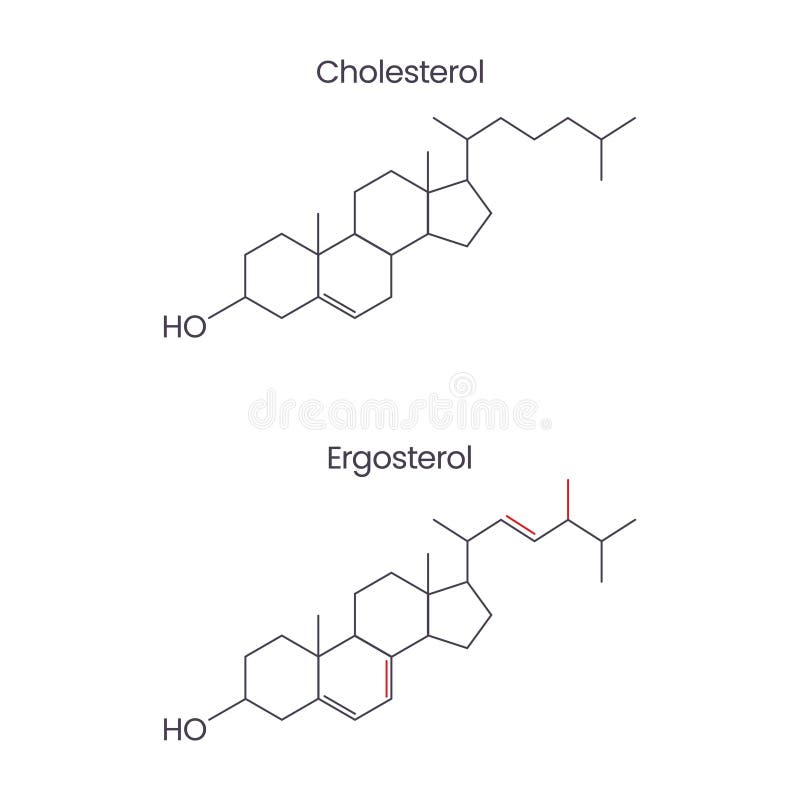 Cholesterol Versus Ergosterol Chemical Structure Graphic Design Stock ...
