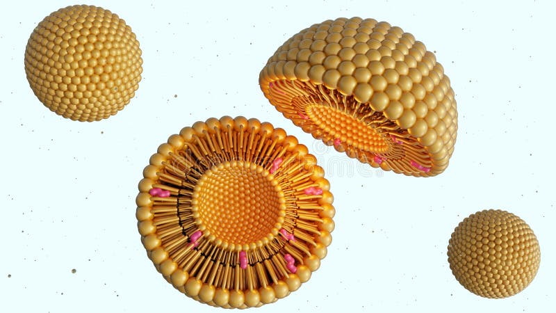 3D Rendering of Liposome Bilayer with Cholesterol Molecules Stock ...