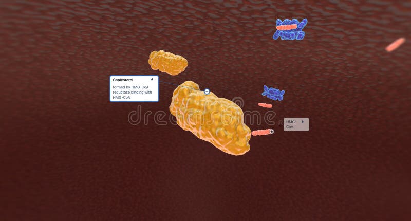 Cholesterol Production in Liver Cells Stock Illustration - Illustration ...