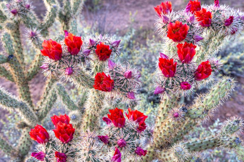 Blooming Desert stock image. Image of southwest, arizona - 4832979