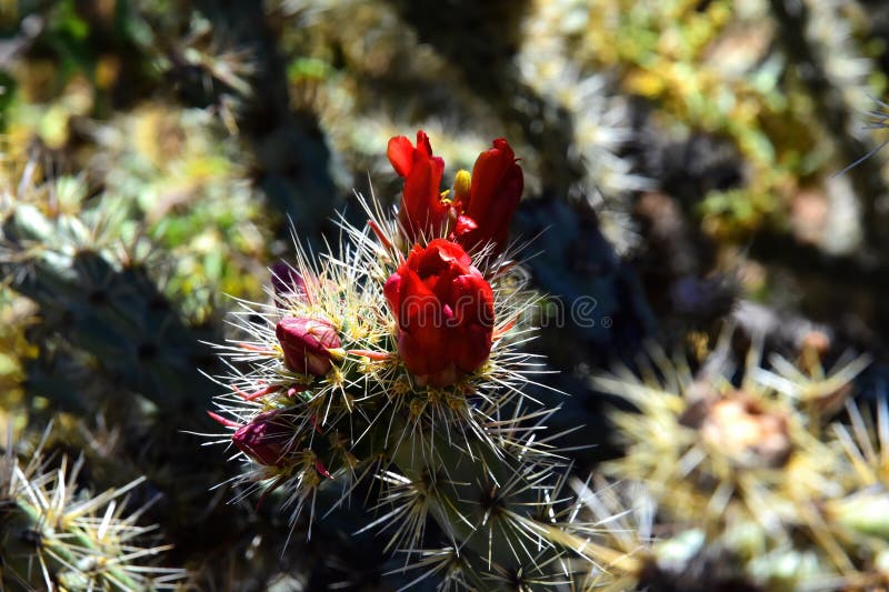 Cholla Buds Cactus, Close Up, Sonora Desert, Mid Spring Stock Image ...