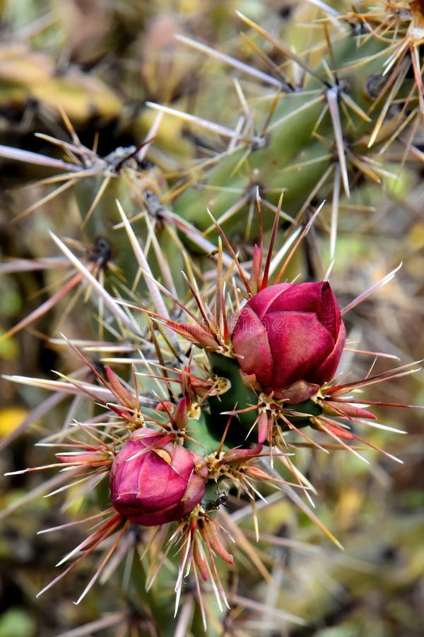 Cholla Buds Cactus, Close Up, Sonora Desert, Mid Spring Stock Image ...